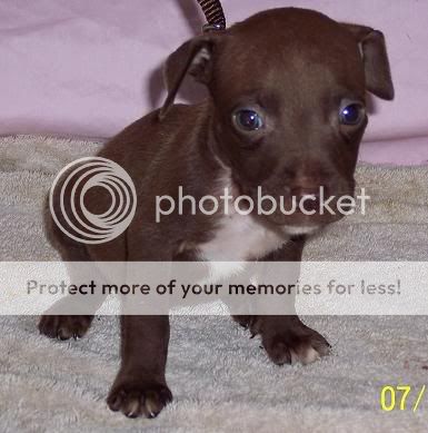 Bolio,redboy,jocko pups great hog dogs | GON Forum