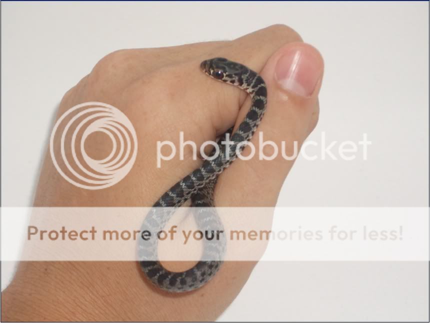 Baby Black Racer Snake