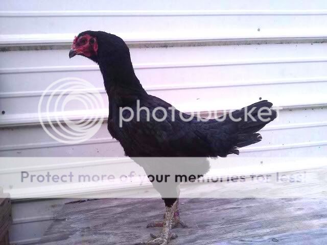 Kulang aseel or reza aseel? | BackYard Chickens - Learn How to Raise ...