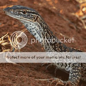 For all Varanids lover