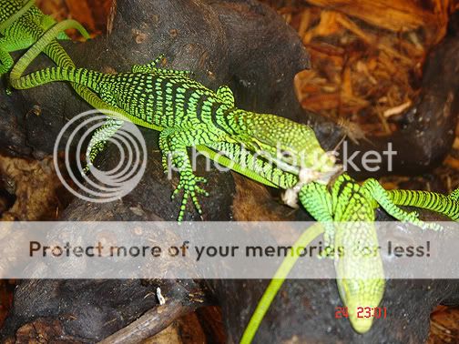 For all Varanids lover