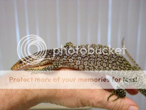 For all Varanids lover