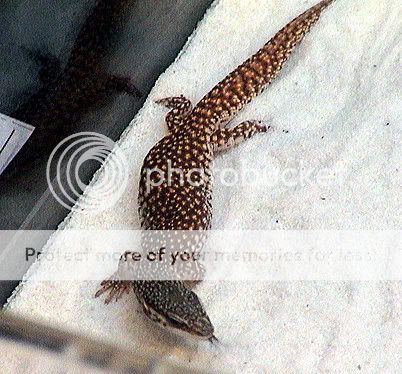 For all Varanids lover