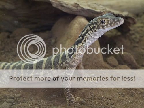 For all Varanids lover