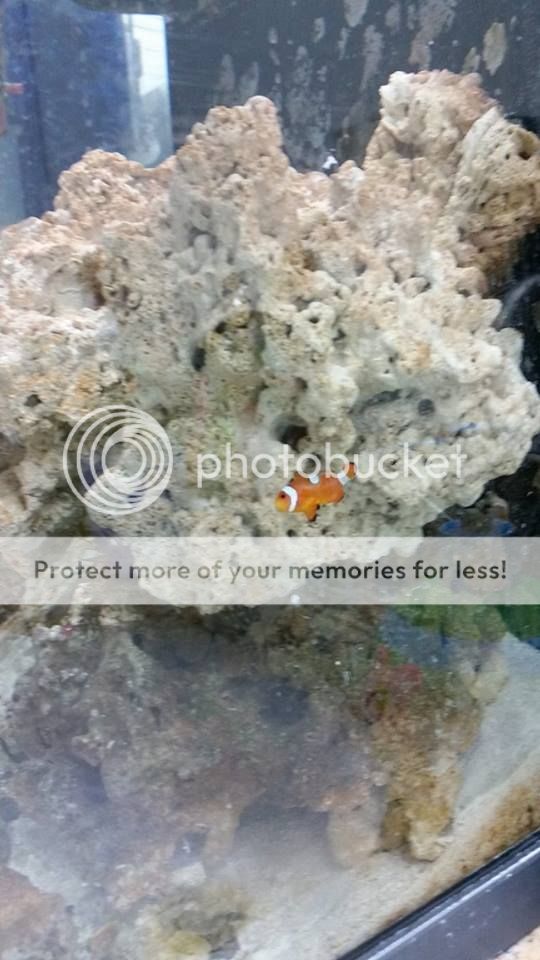 Grey spot on Clownfish - Fish Forum - Nano-Reef Community